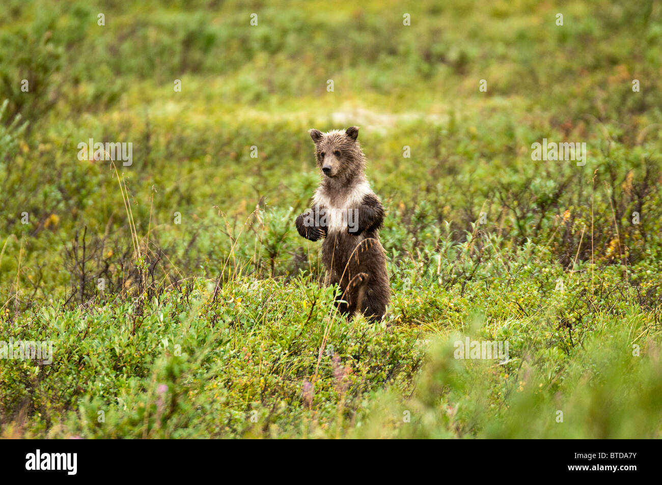 Young brown bear cub stands to search of its mother in Sable Pass ...