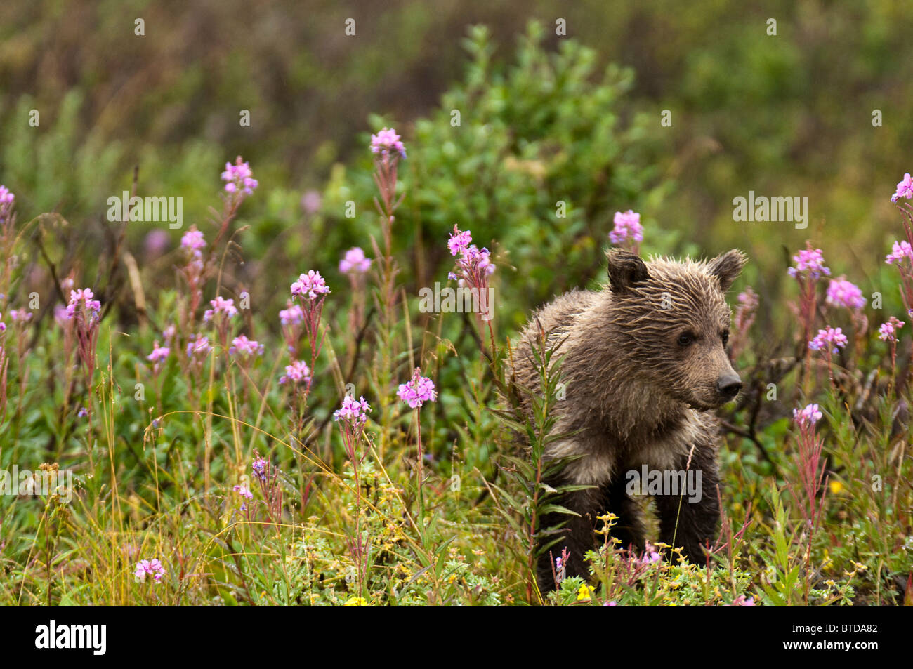 Sable pass hi-res stock photography and images - Alamy