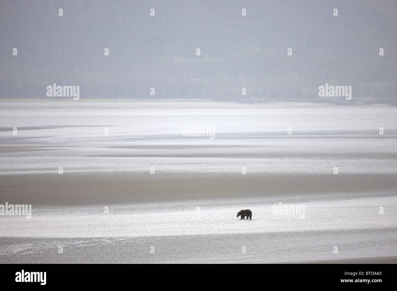 Brown bear wading in shallow waters and mud flats of Turnagain Arm at ...