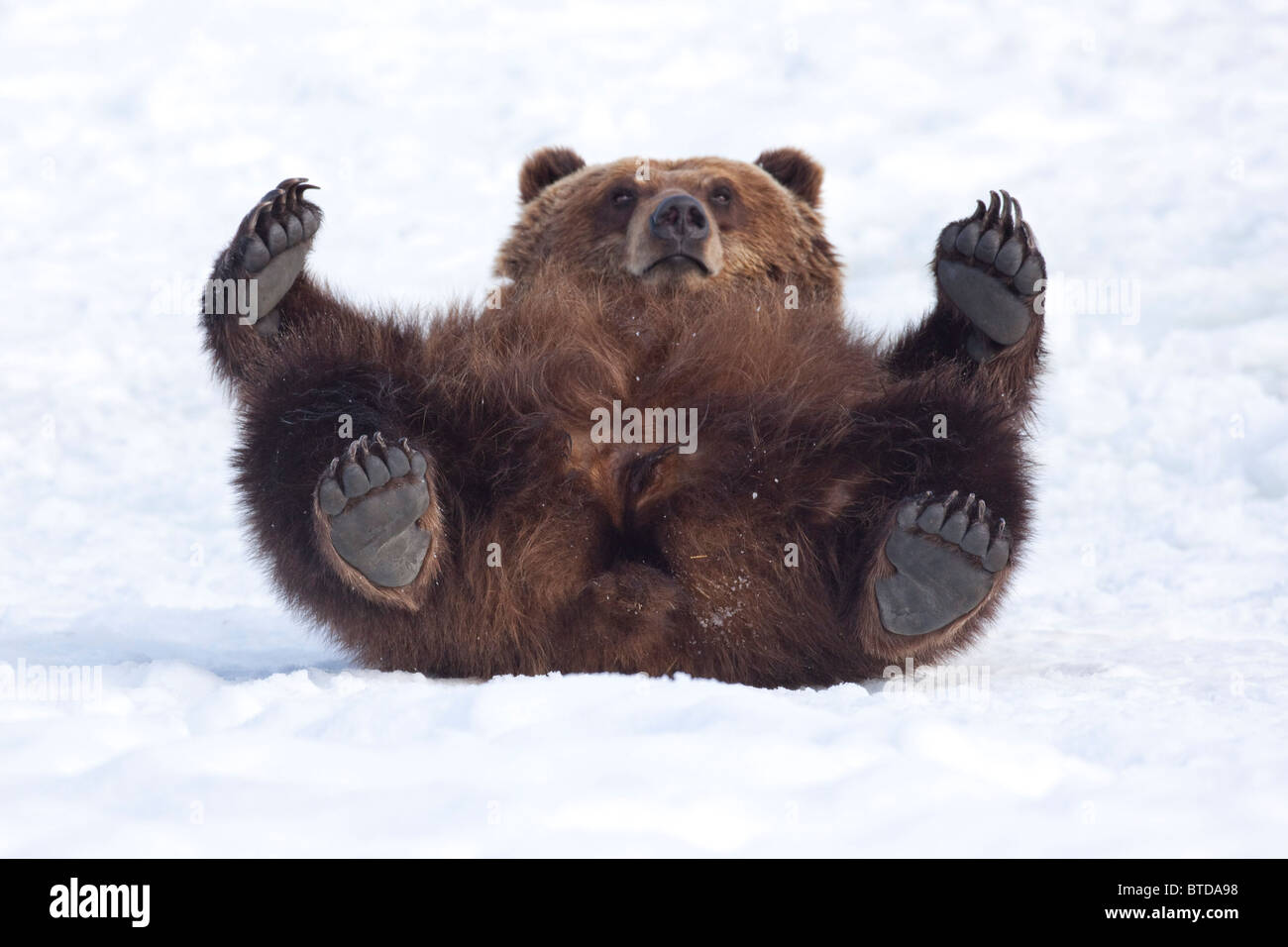 An adult female Brown bear rolls in the snow and looks towards camera ...