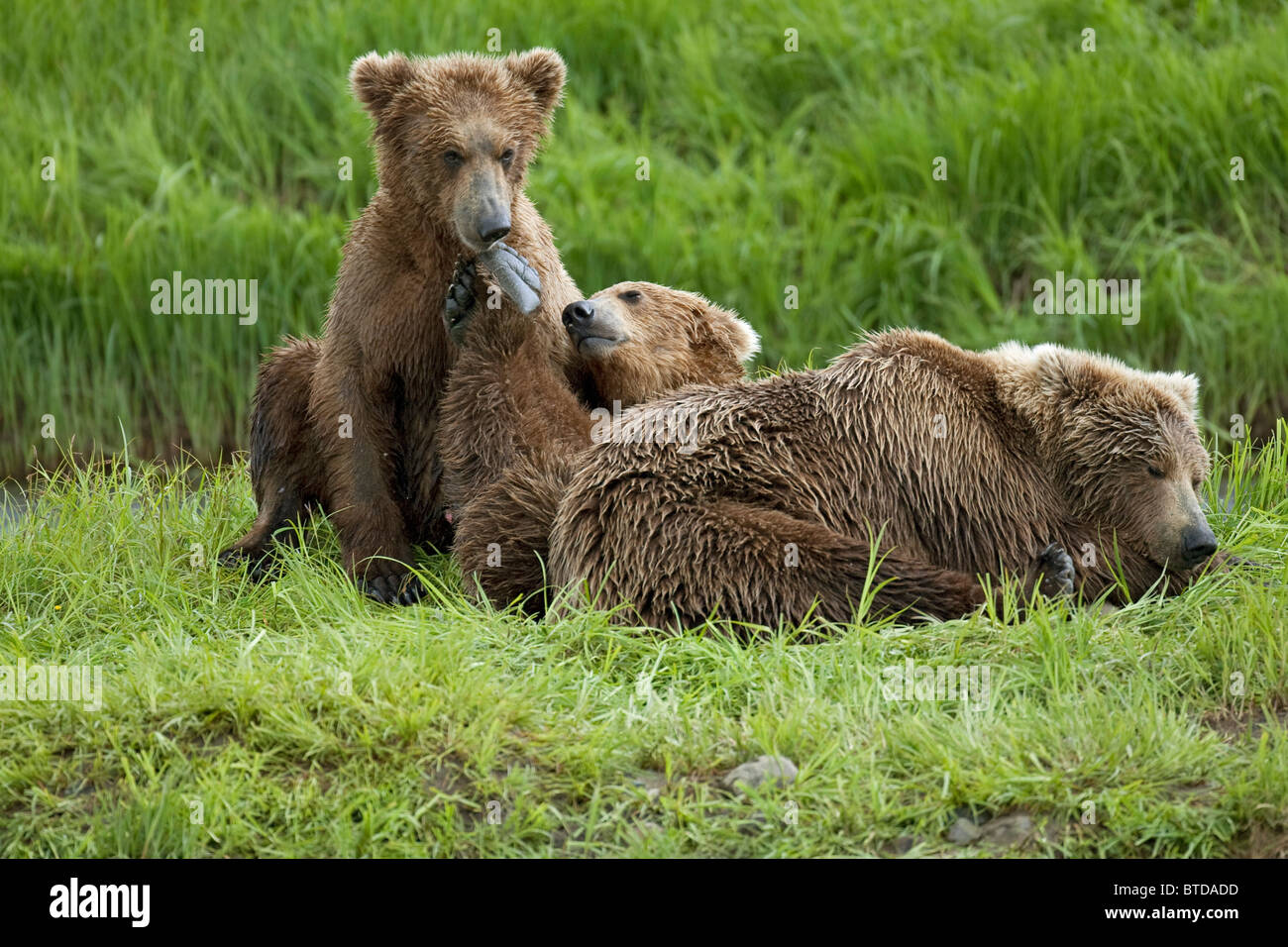 Two Brown Bear cubs cuddling with their mother by Mikfit Creek, McNeil ...