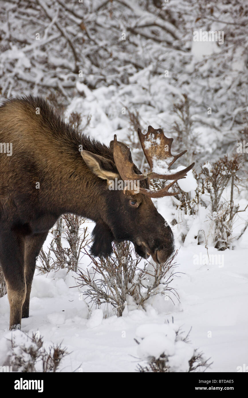Bull moose side profile hi-res stock photography and images - Alamy