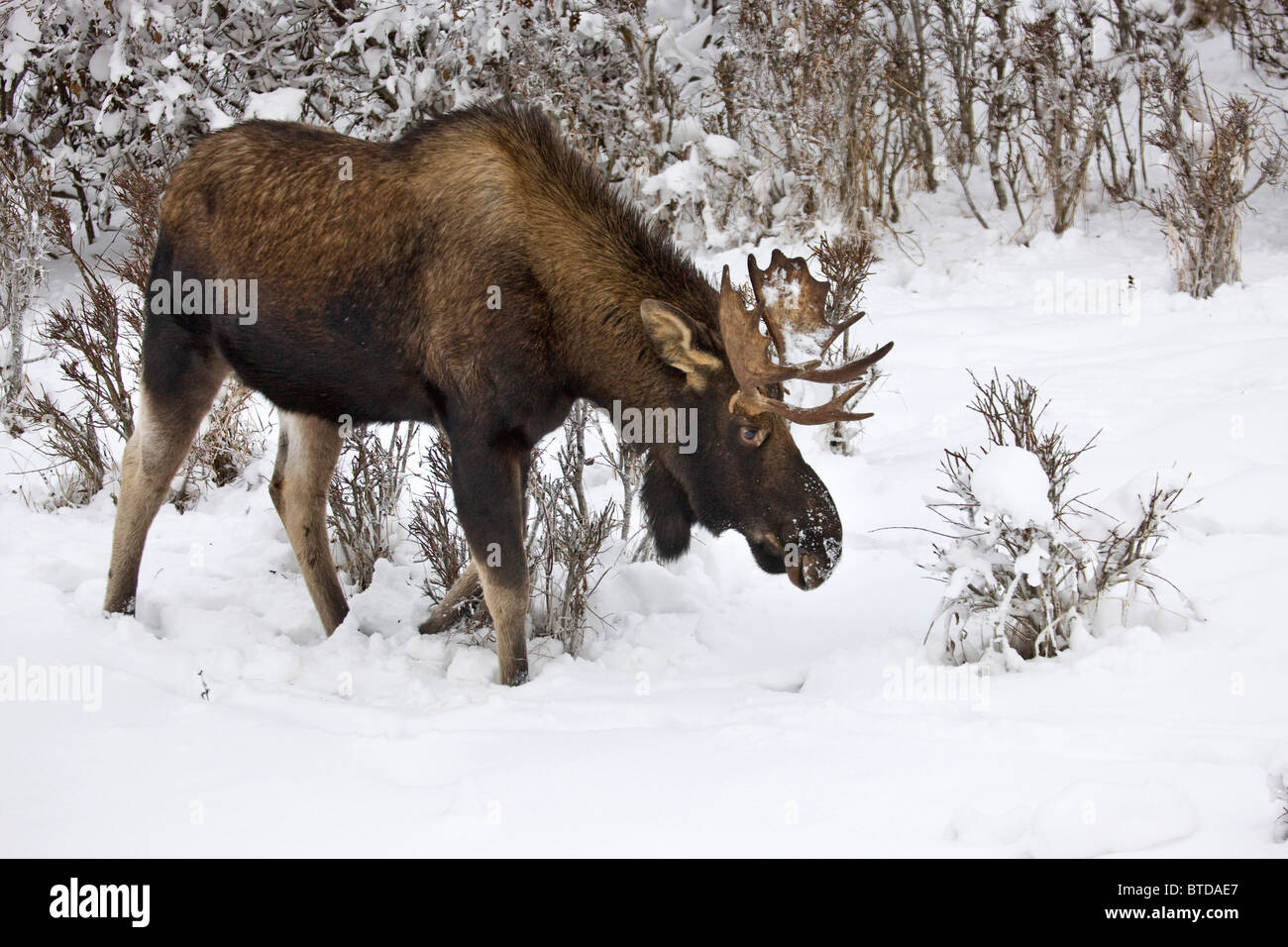 Bull moose side profile hi-res stock photography and images - Alamy