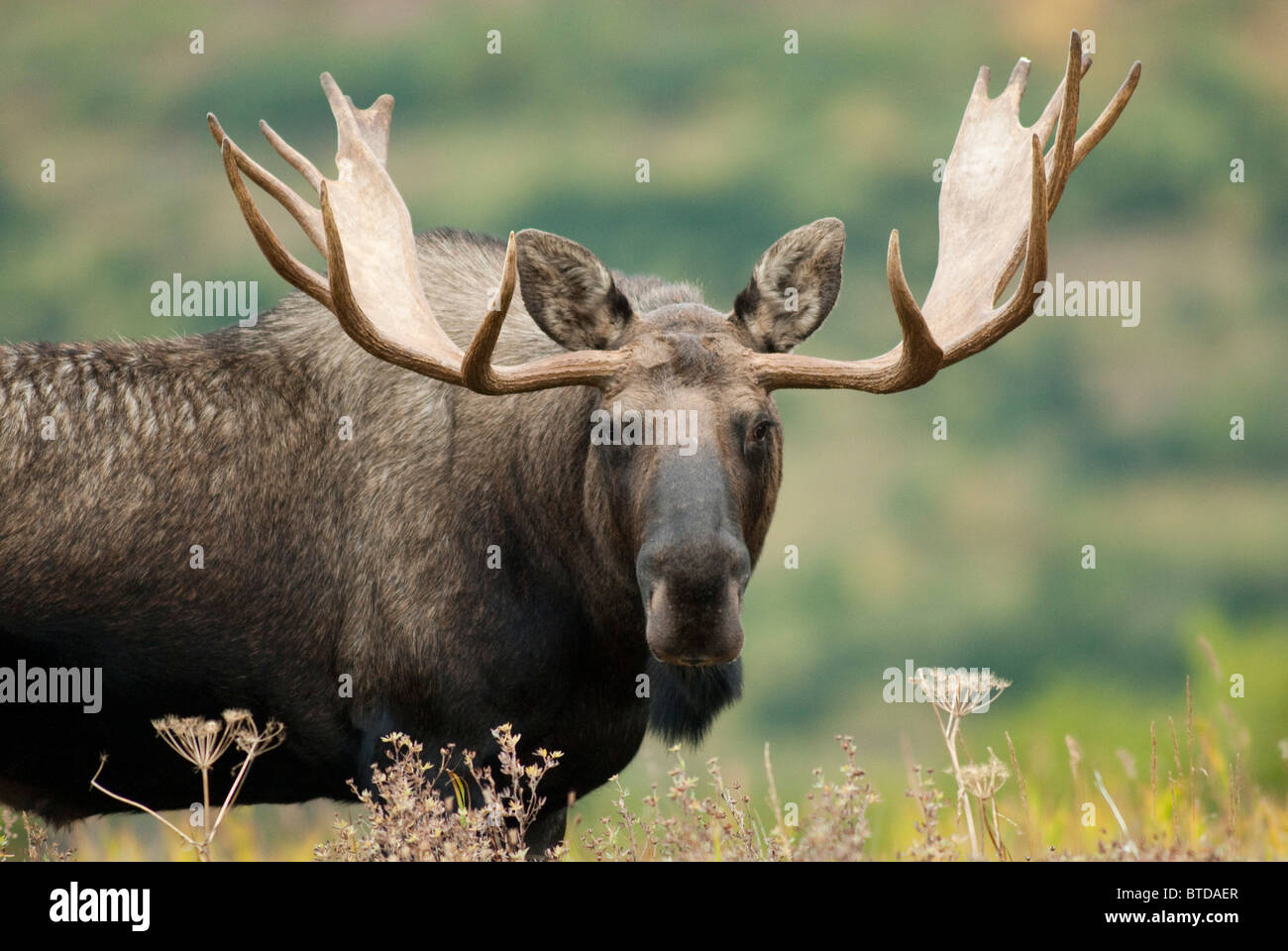 Portrait of a bull moose during the rutting season in the Glen Alps ...
