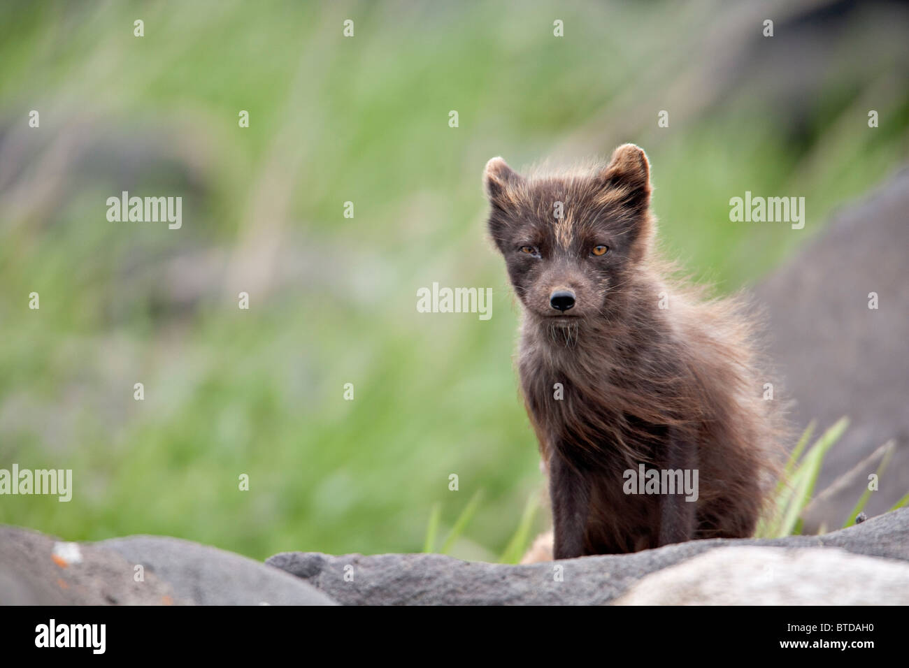 Arctic Fox in blue phase standing on rock in wind, Saint Paul Island ...