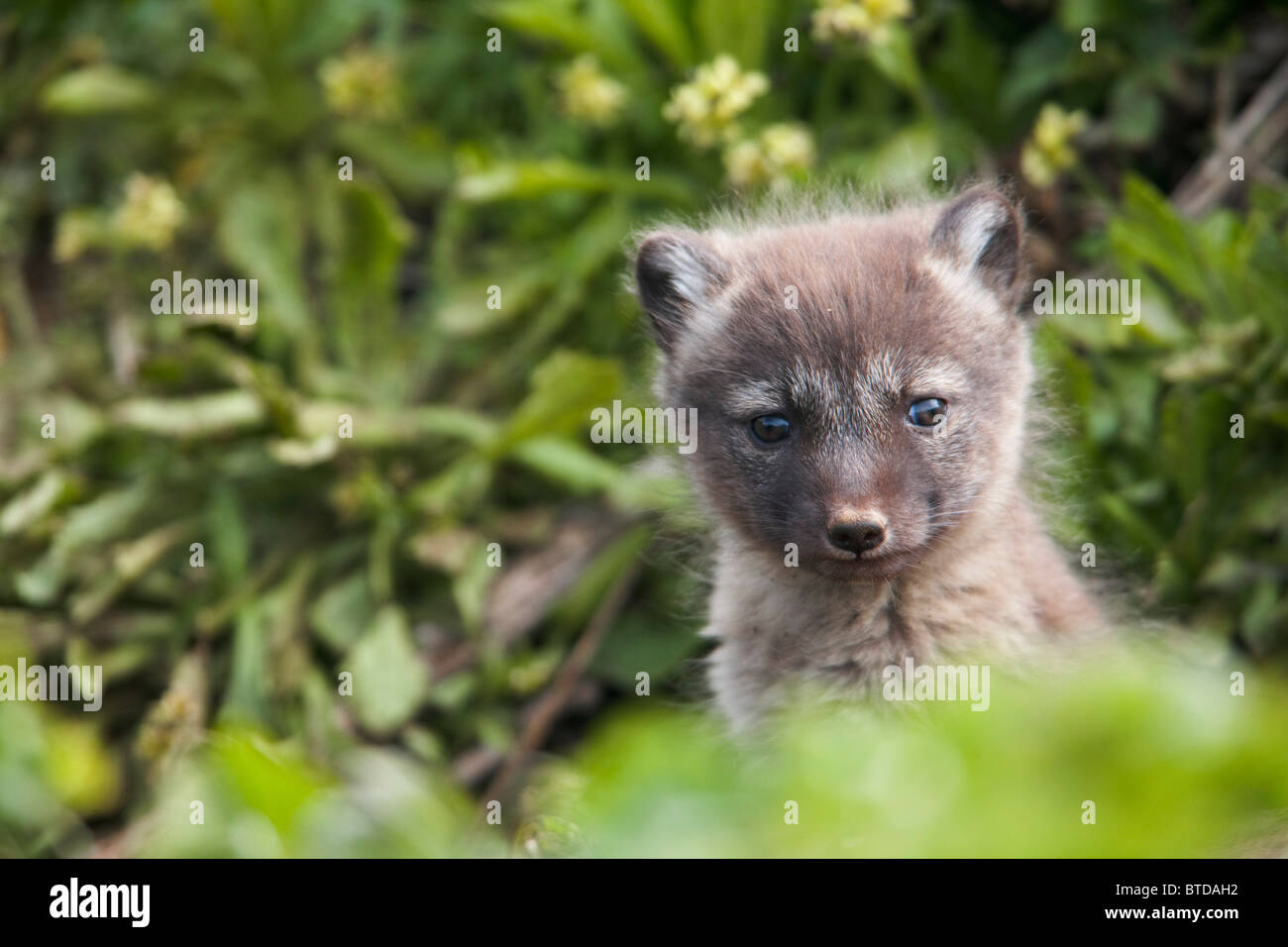 Fox Den High Resolution Stock Photography and Images - Alamy