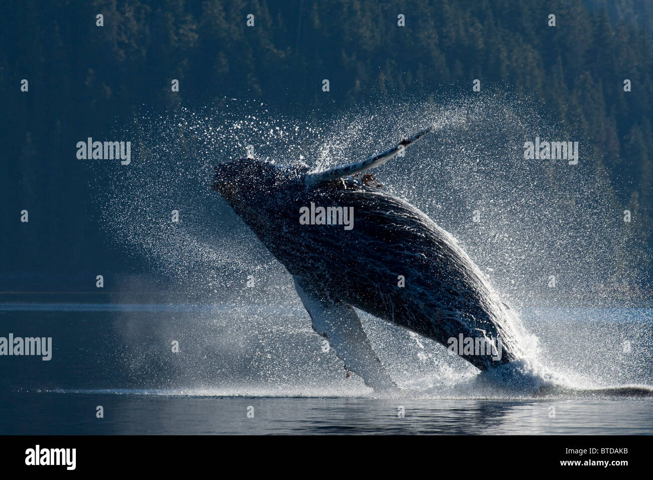 Whale Spraying Water High Resolution Stock Photography and Images - Alamy