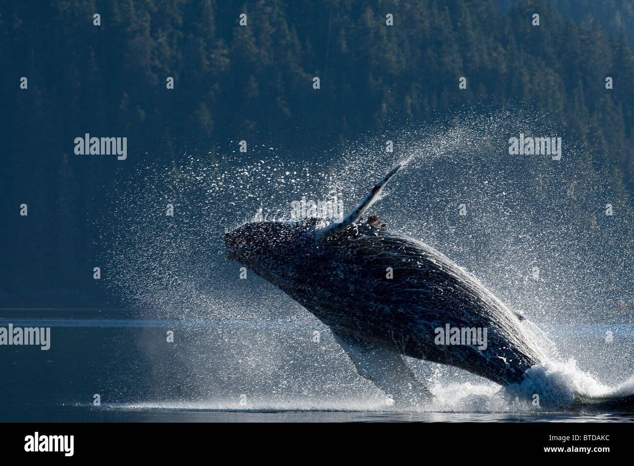 Whale spraying water hi-res stock photography and images - Alamy
