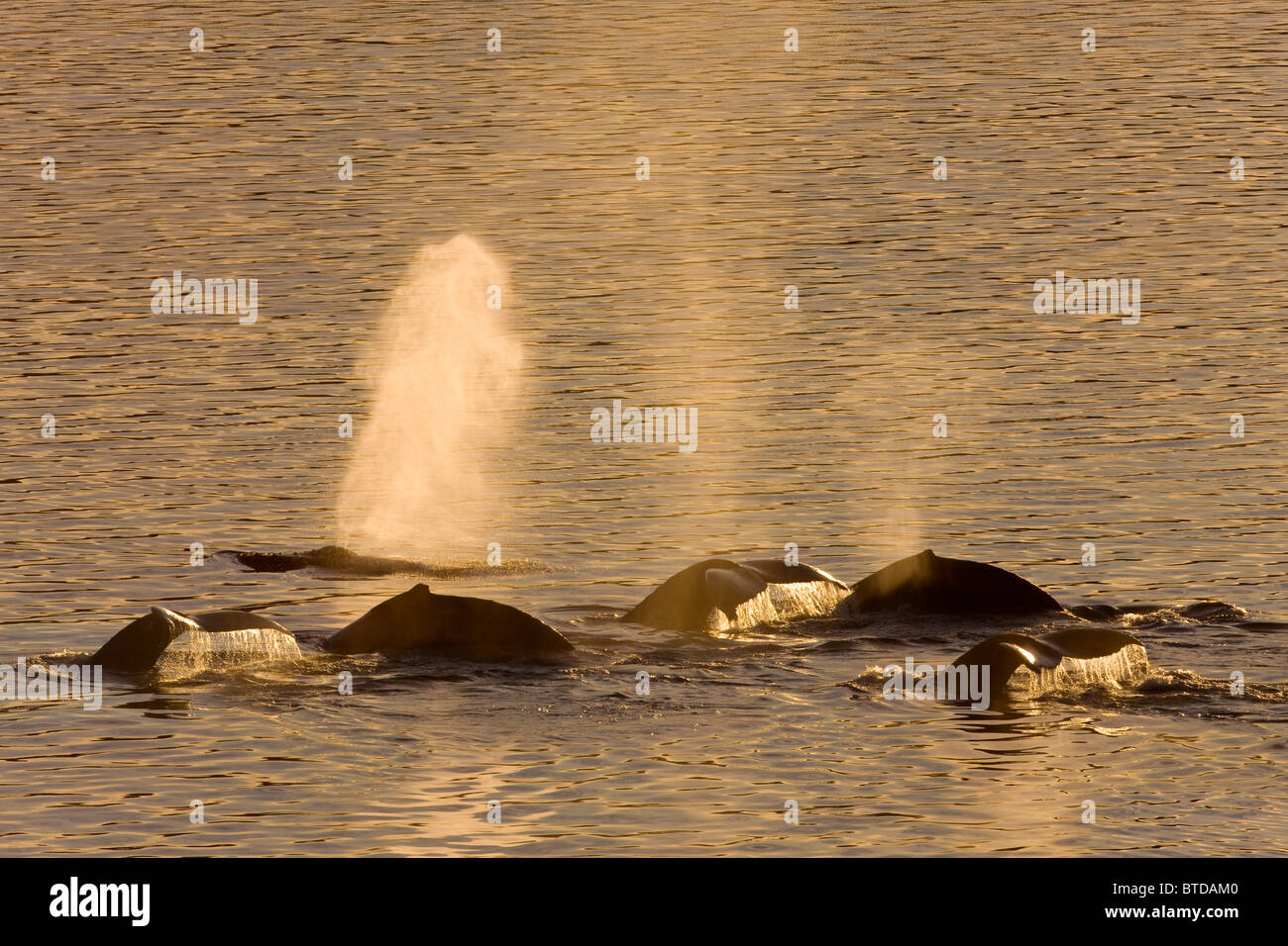 A pod of Humpack whales feeding near Benjamin Island in Lynn Canal ...