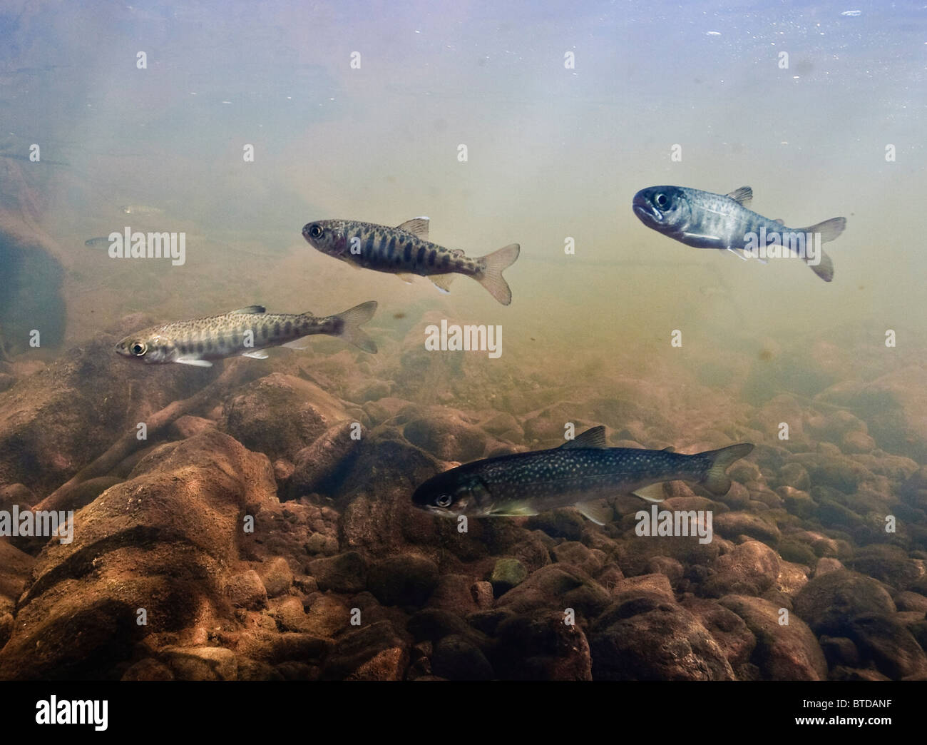 Coho Salmon Fry High Resolution Stock Photography and Images - Alamy