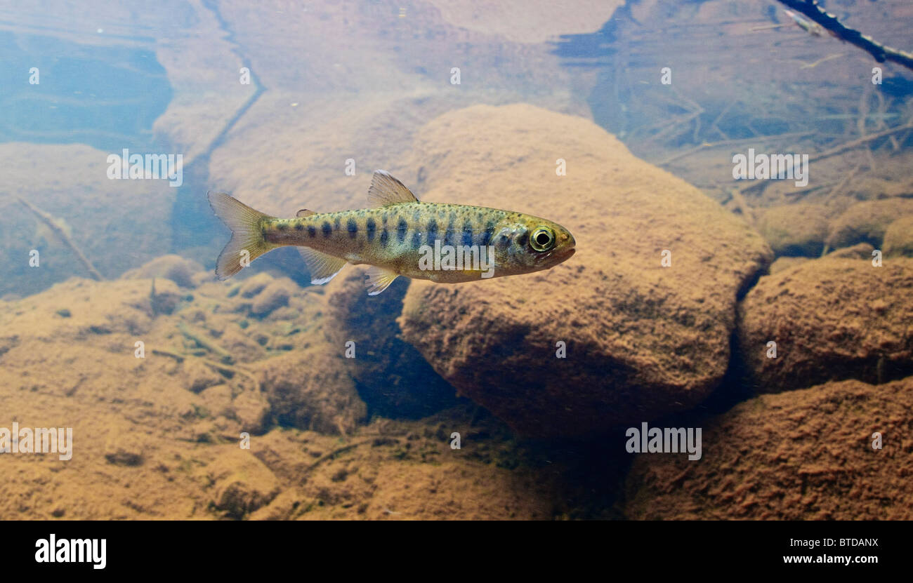 Coho salmon fry with parr marks swim in tannin stained water of 18-mile ...