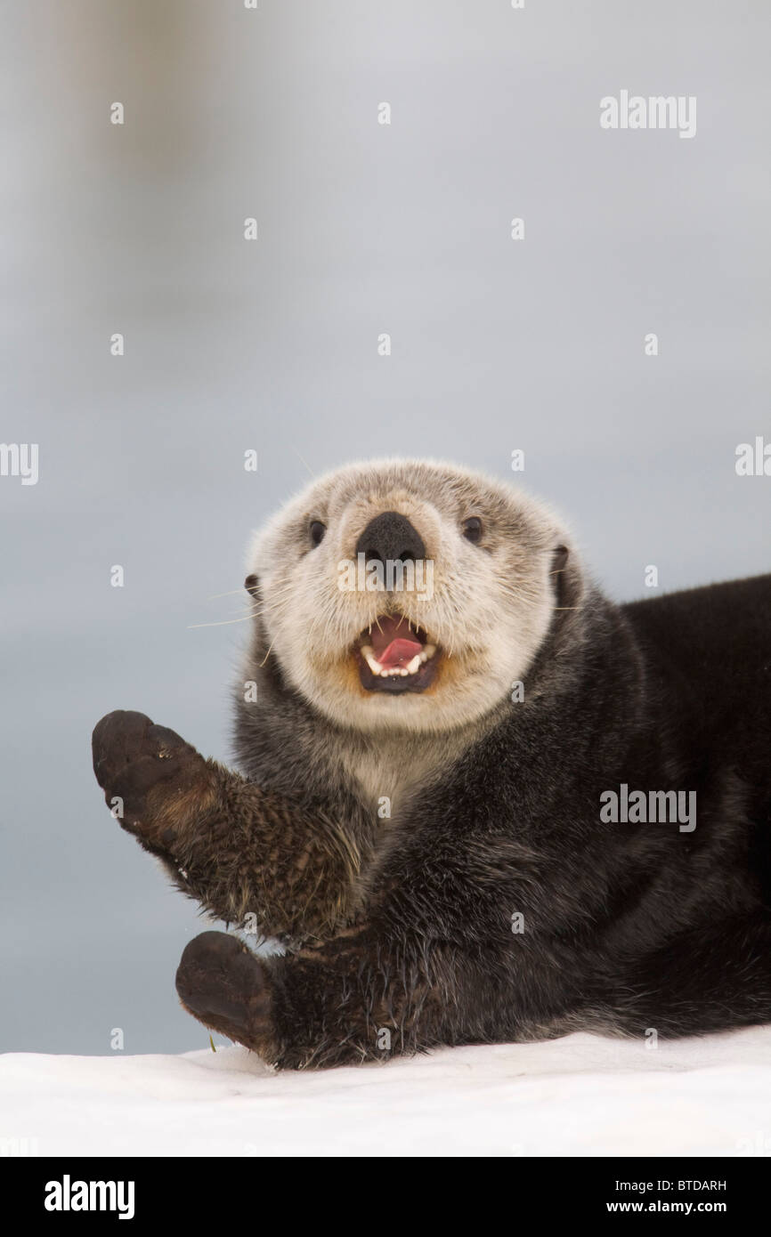 Chilling otter hi-res stock photography and images - Alamy