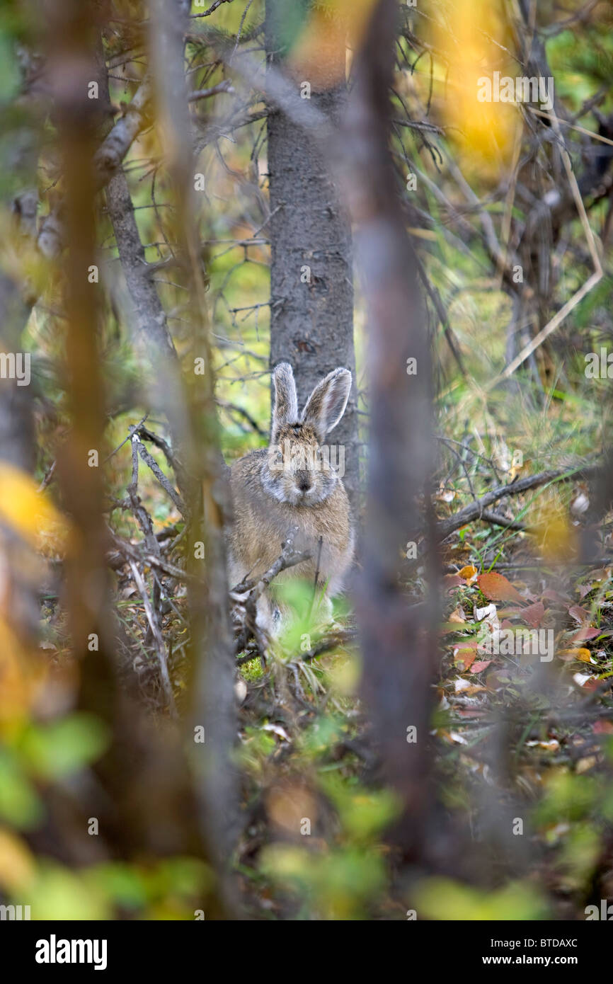 Snow shoe hare hi-res stock photography and images - Alamy