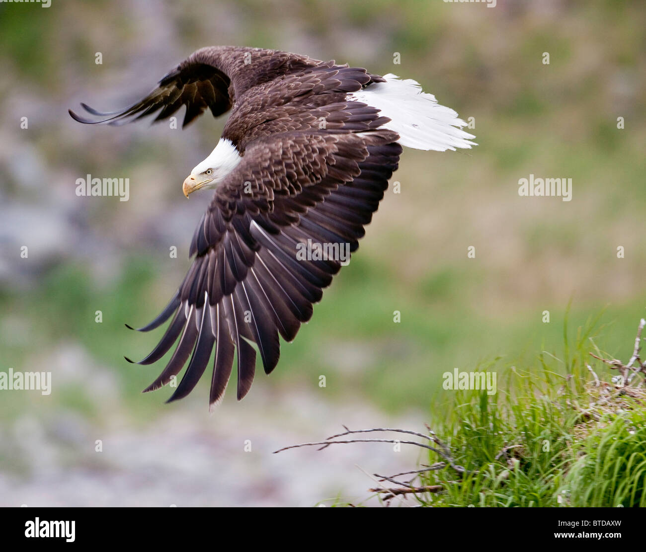Female bald eagle hi-res stock photography and images - Alamy