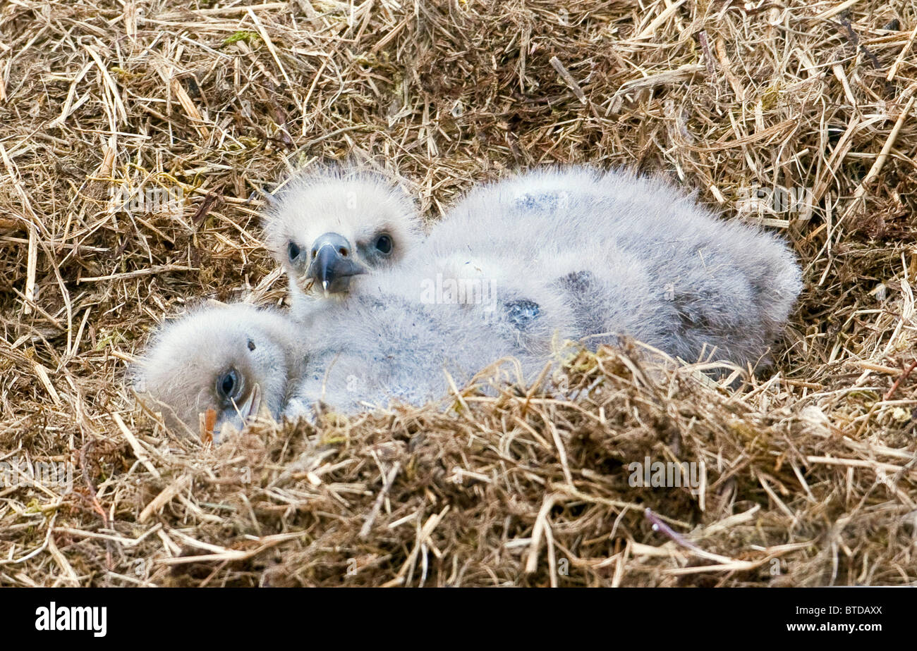 Bald Eagle Chick In Nest High Resolution Stock Photography and Images ...