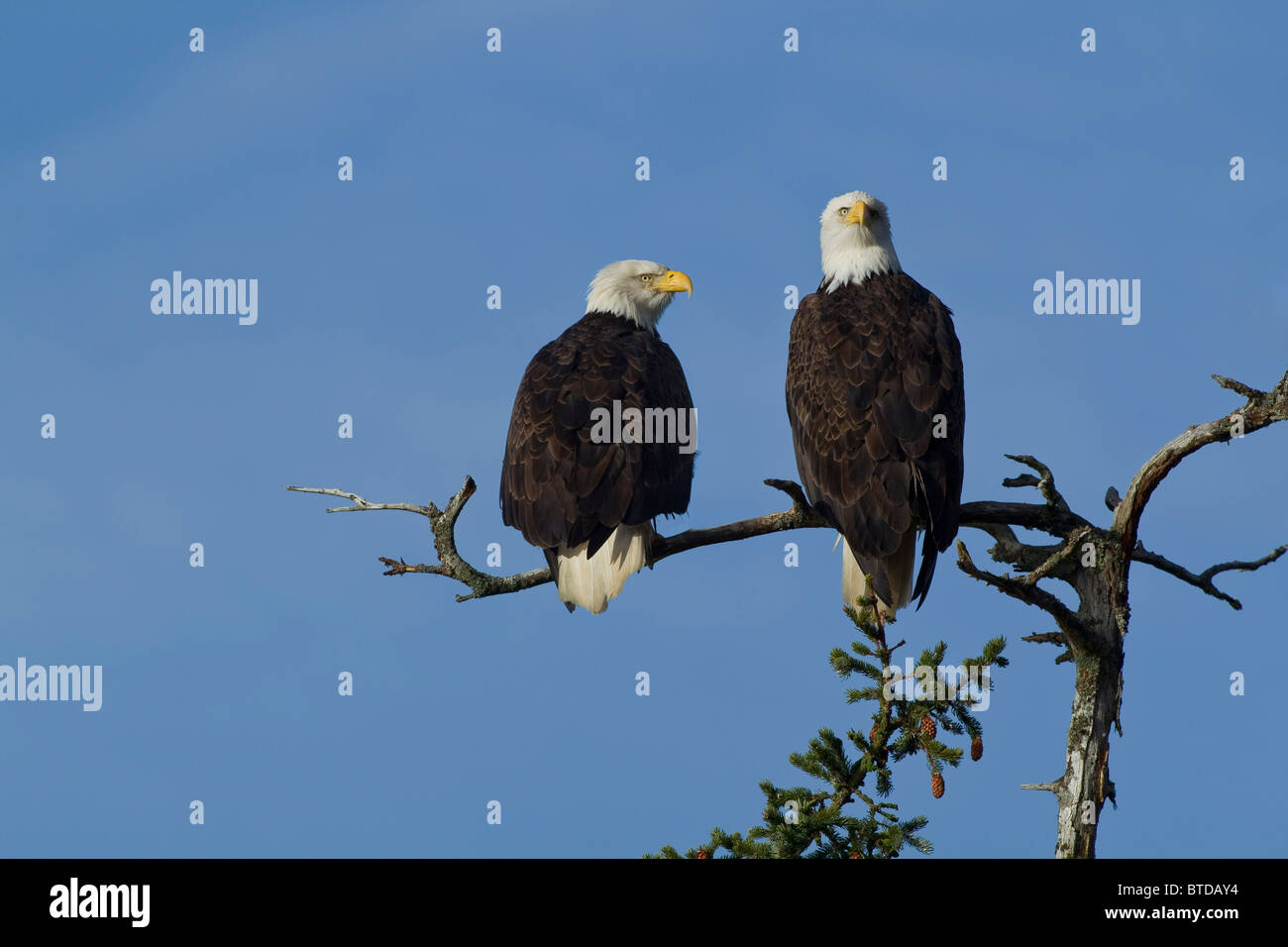 Bald Eagles Alaska High Resolution Stock Photography and Images - Alamy