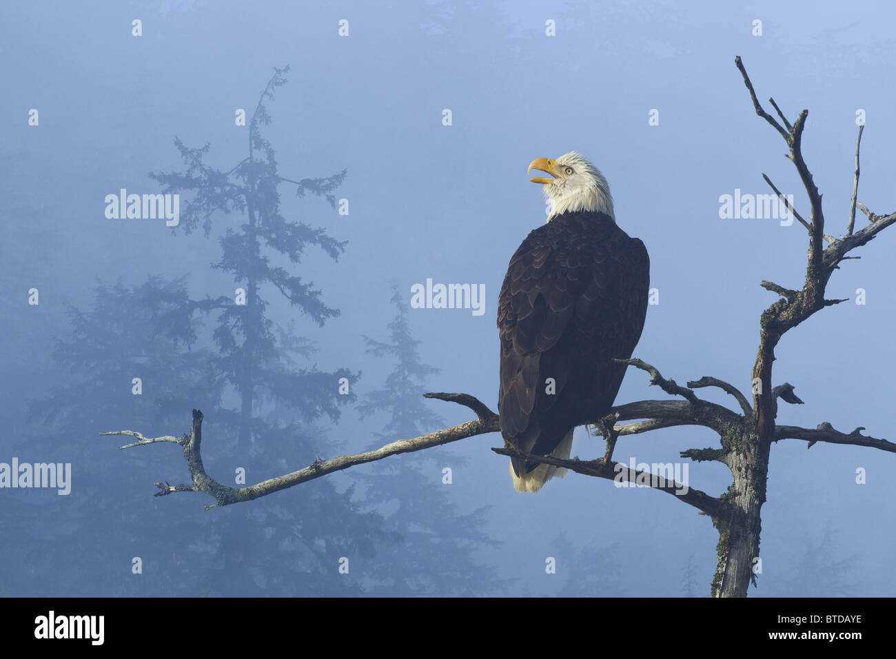 Special effect bird hi-res stock photography and images - Alamy