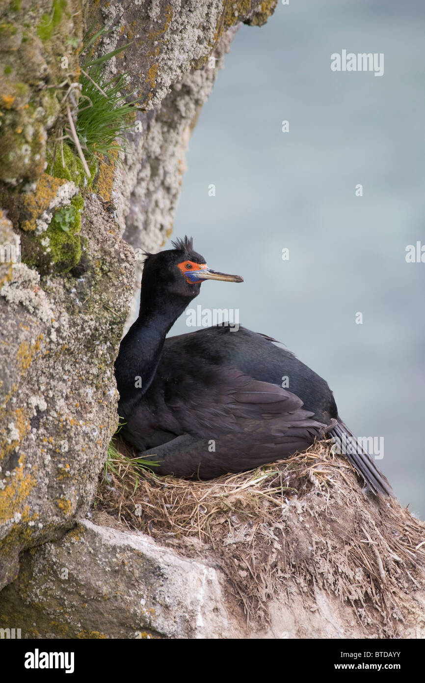 St paul island pribilofs hi-res stock photography and images - Alamy