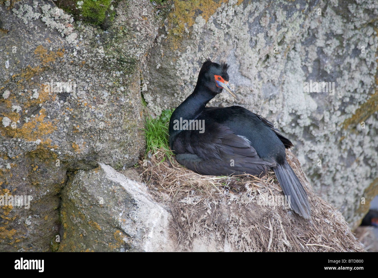 Red faced cormorant hi-res stock photography and images - Alamy