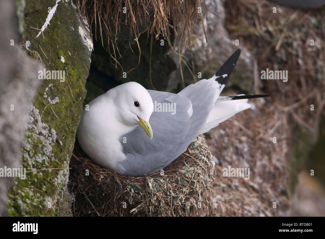 Black-legged Kittiwake nesting on St. Paul Island, Pribilof Islands ...