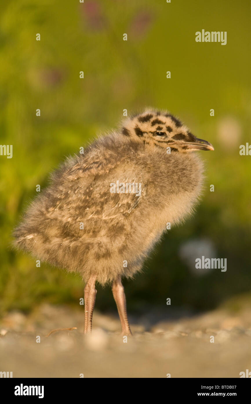 Mew Gull chick standing in green vegetation at Potter Marsh, Anchorage ...