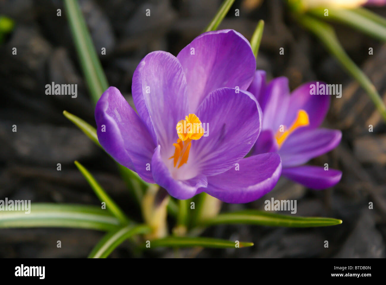 Purple flower bloom in Spring Stock Photo - Alamy