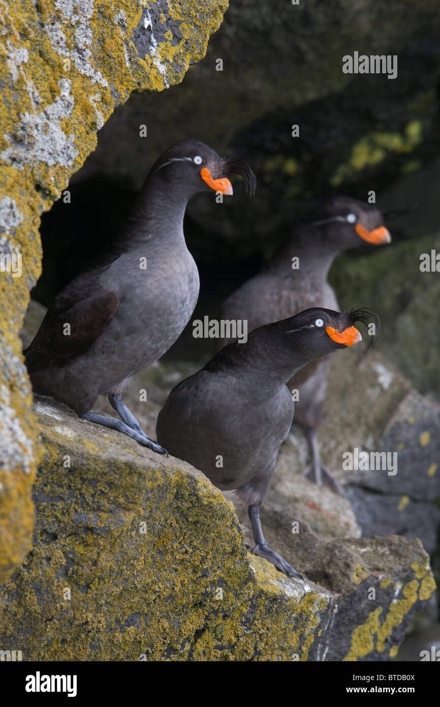 Three Crested Auklets perched in a small cave on a cliff, St. Paul ...