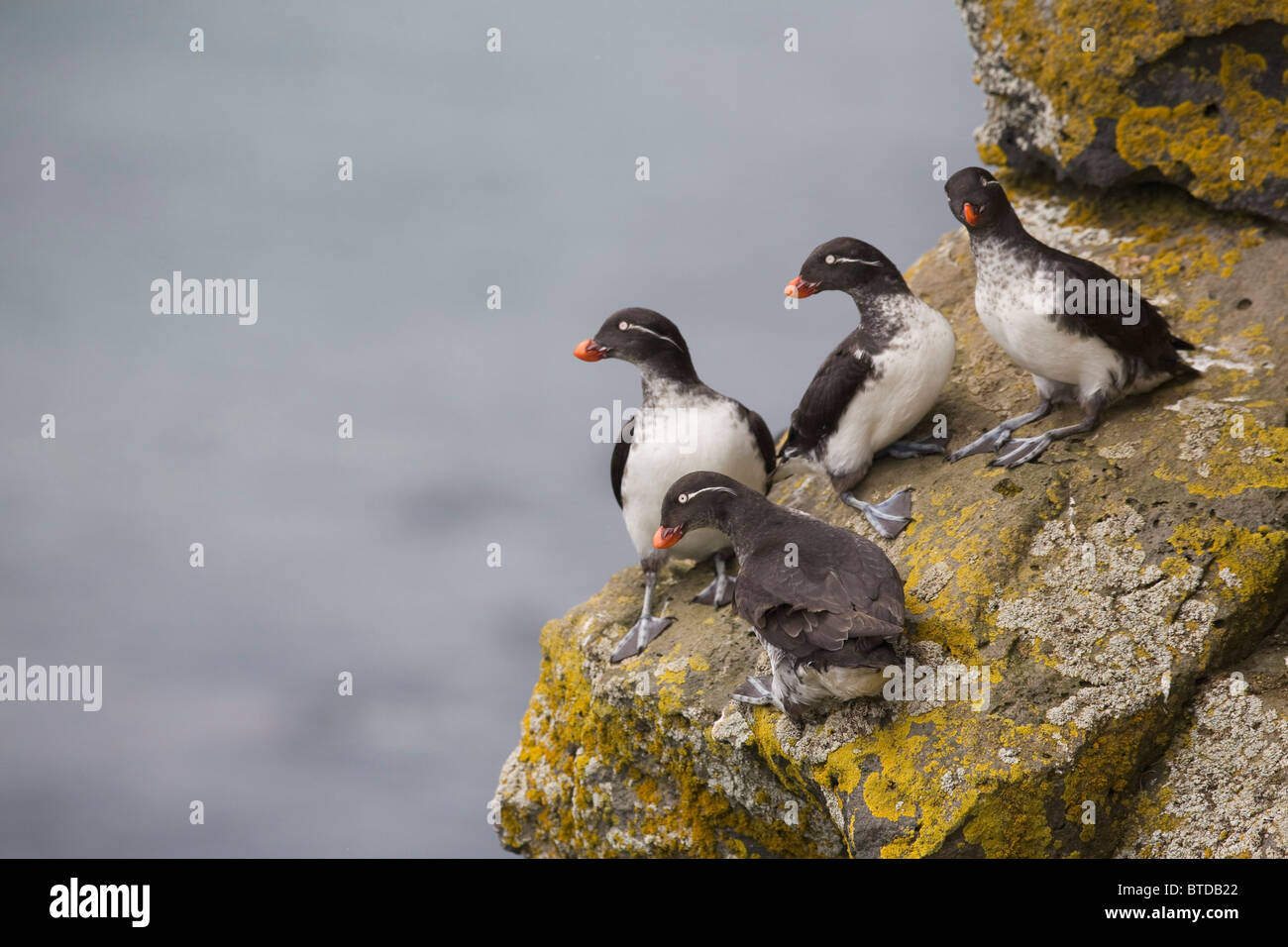 Parakeet Auklet flock perched on cliff ledge during Summer, Saint Paul ...