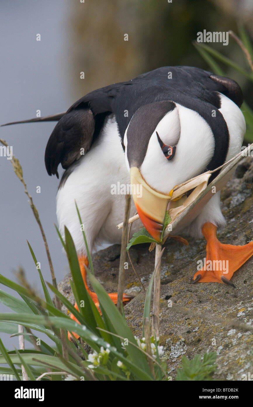 Horned Puffin gathering nest material to line its burrow, Saint Paul ...