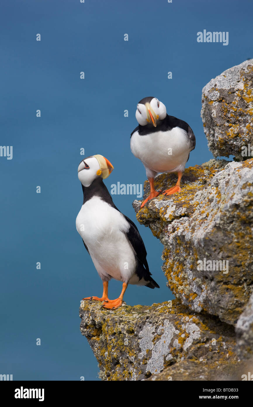 Puffin pair hi-res stock photography and images - Alamy