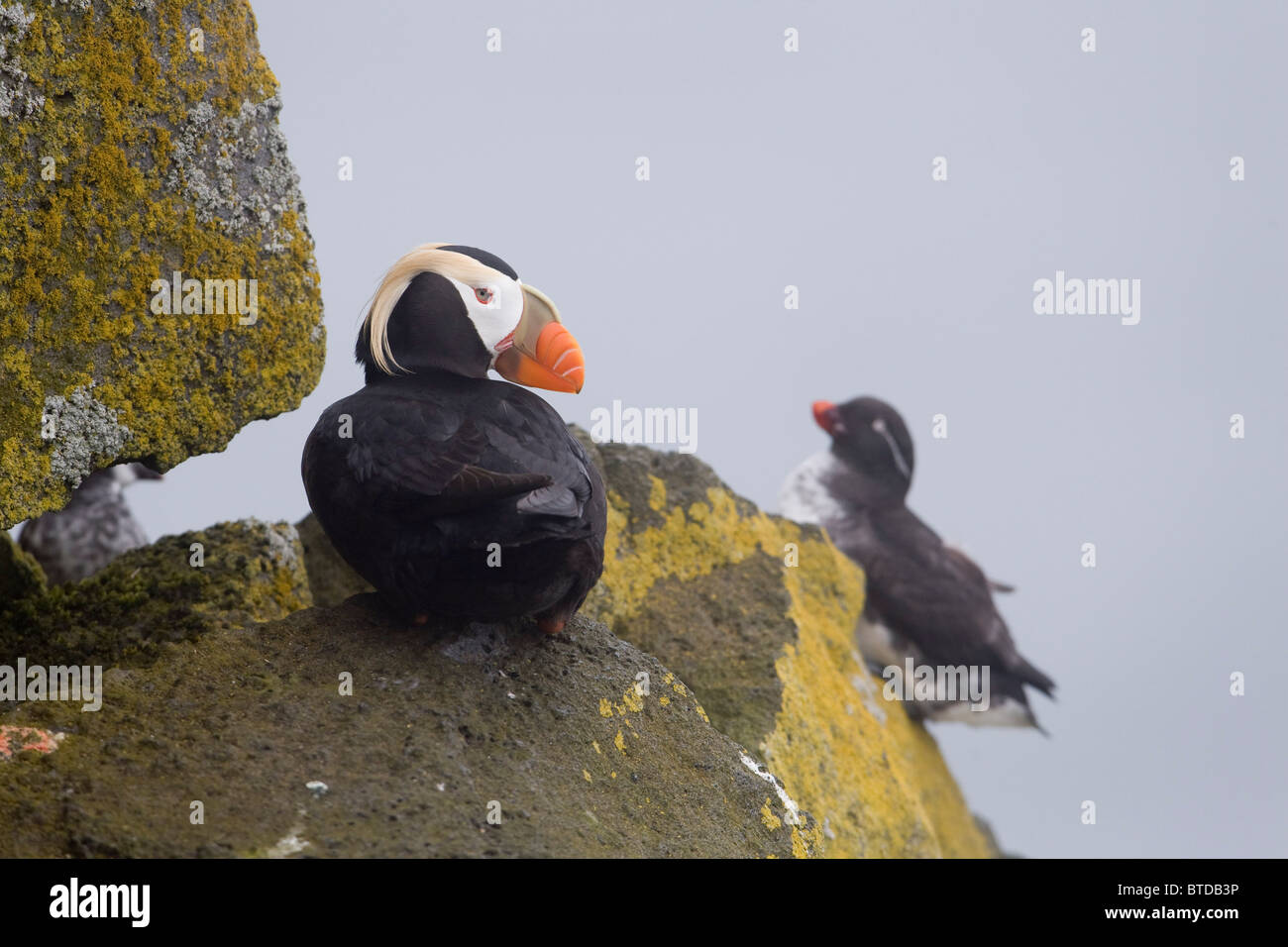 Tufted Puffin resting on rock ledge with a Parakeet Auklett in the ...