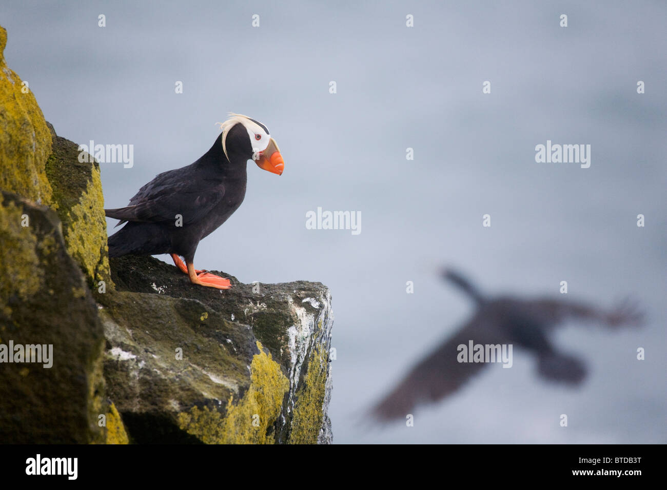 Tufted Puffin on cliff ledge with Red-faced Cormorant flying by, Saint ...