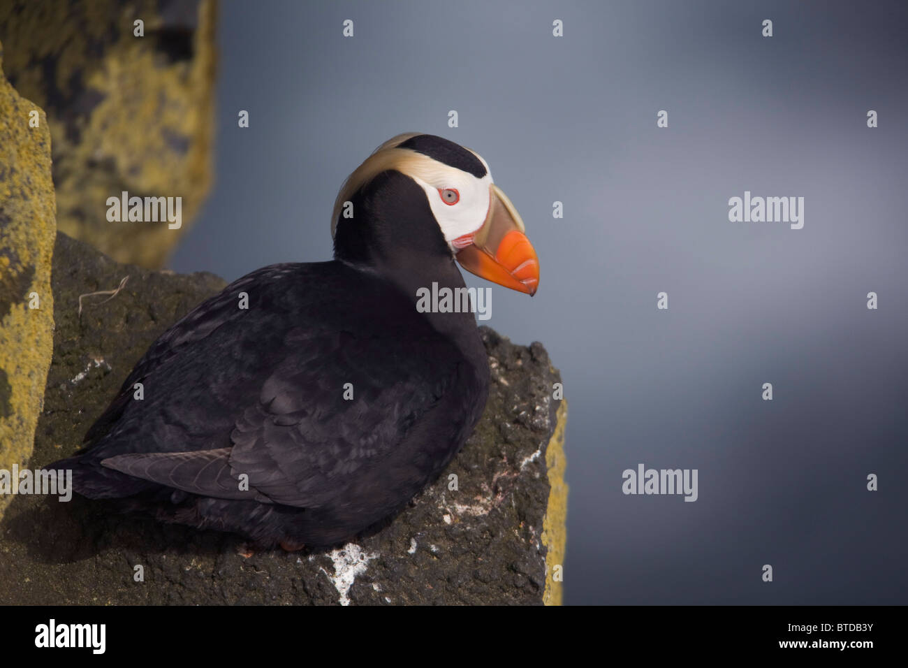 Tufted Puffin sitting on cliff ledge in evening light, Saint Paul ...