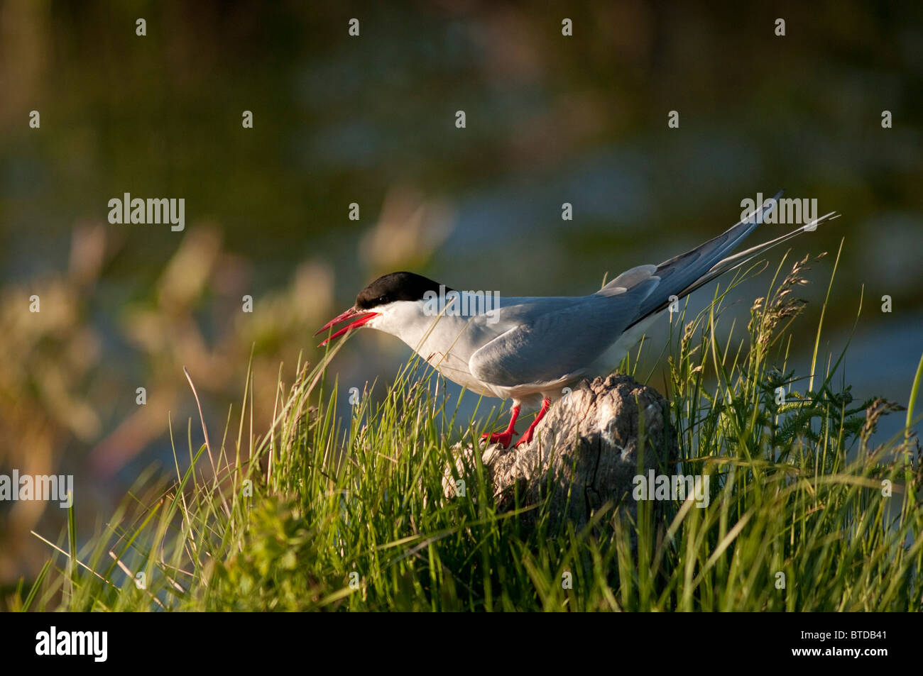 Tern alaska rock hi-res stock photography and images - Alamy
