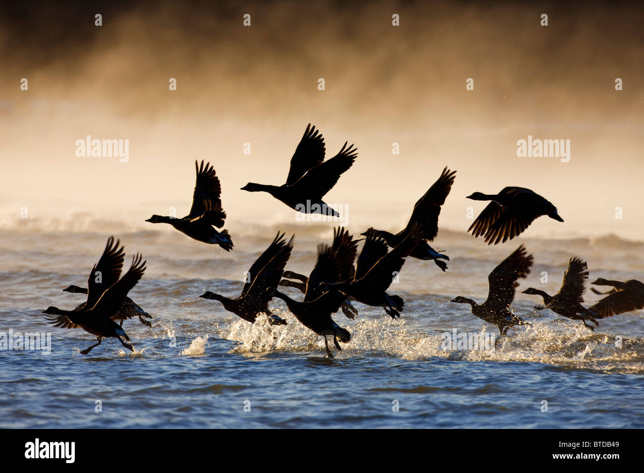 Canada geese hi-res stock photography and images - Alamy