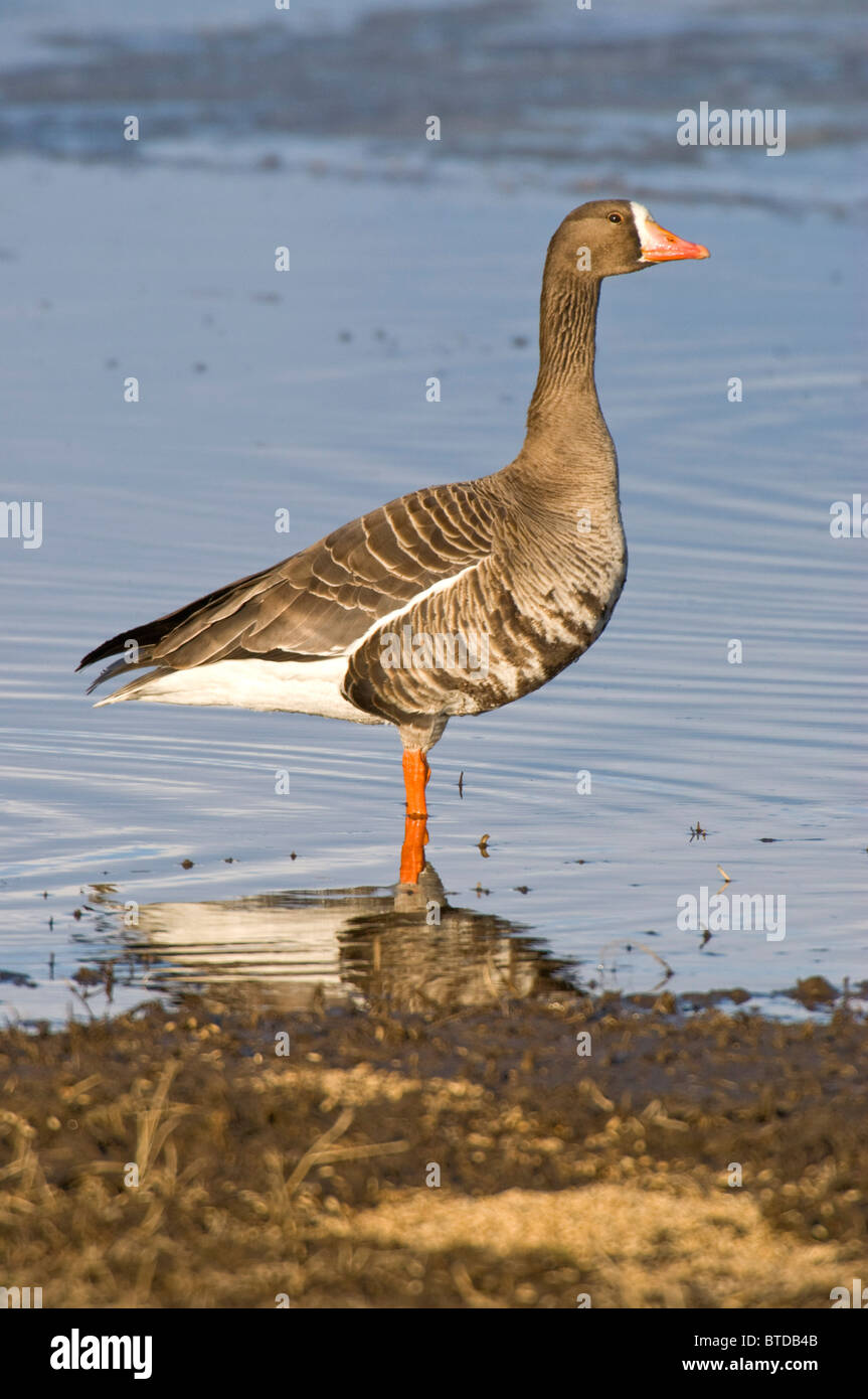 Creamers field migratory waterfowl refuge hi-res stock photography and ...