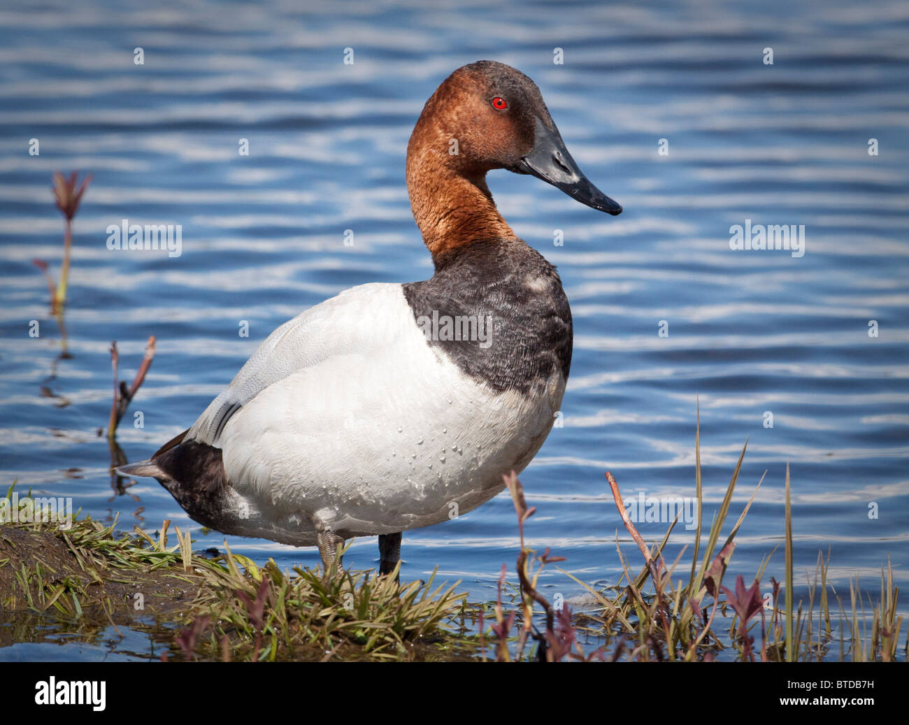 Close up view of a male Canvasback in breeding colors, Potter Marsh ...