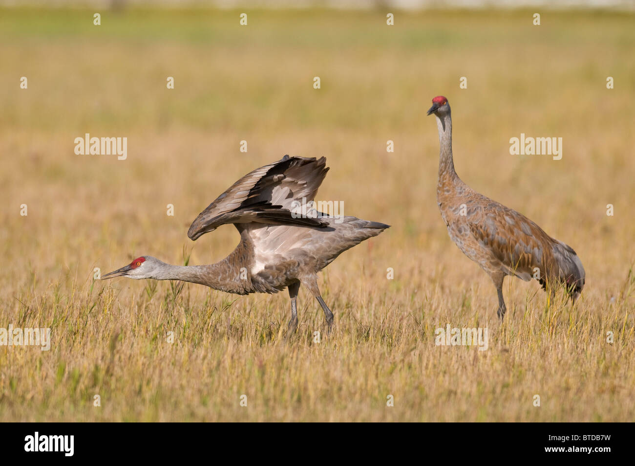 Migratory Cranes