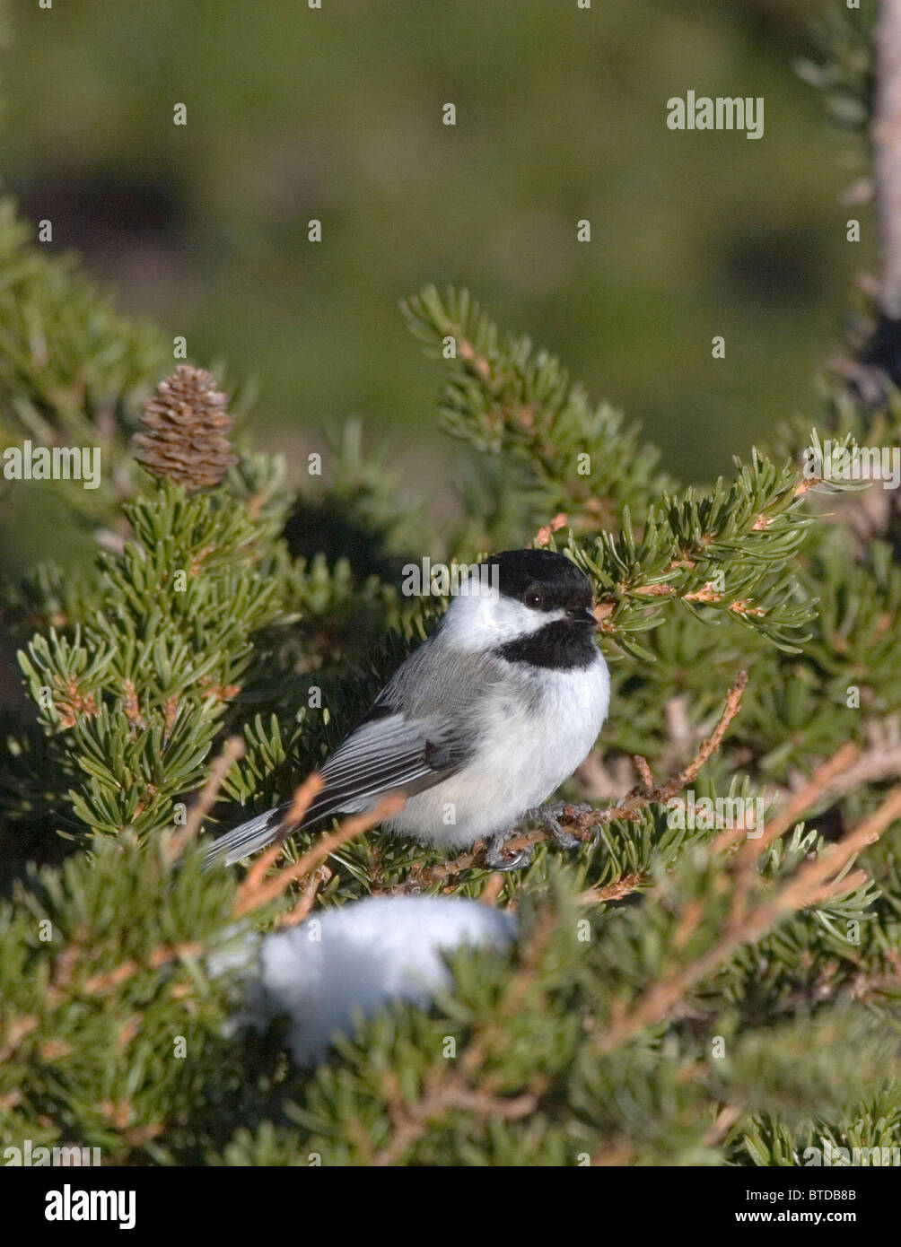 Chickadee perched in a spruce tree hi-res stock photography and images ...