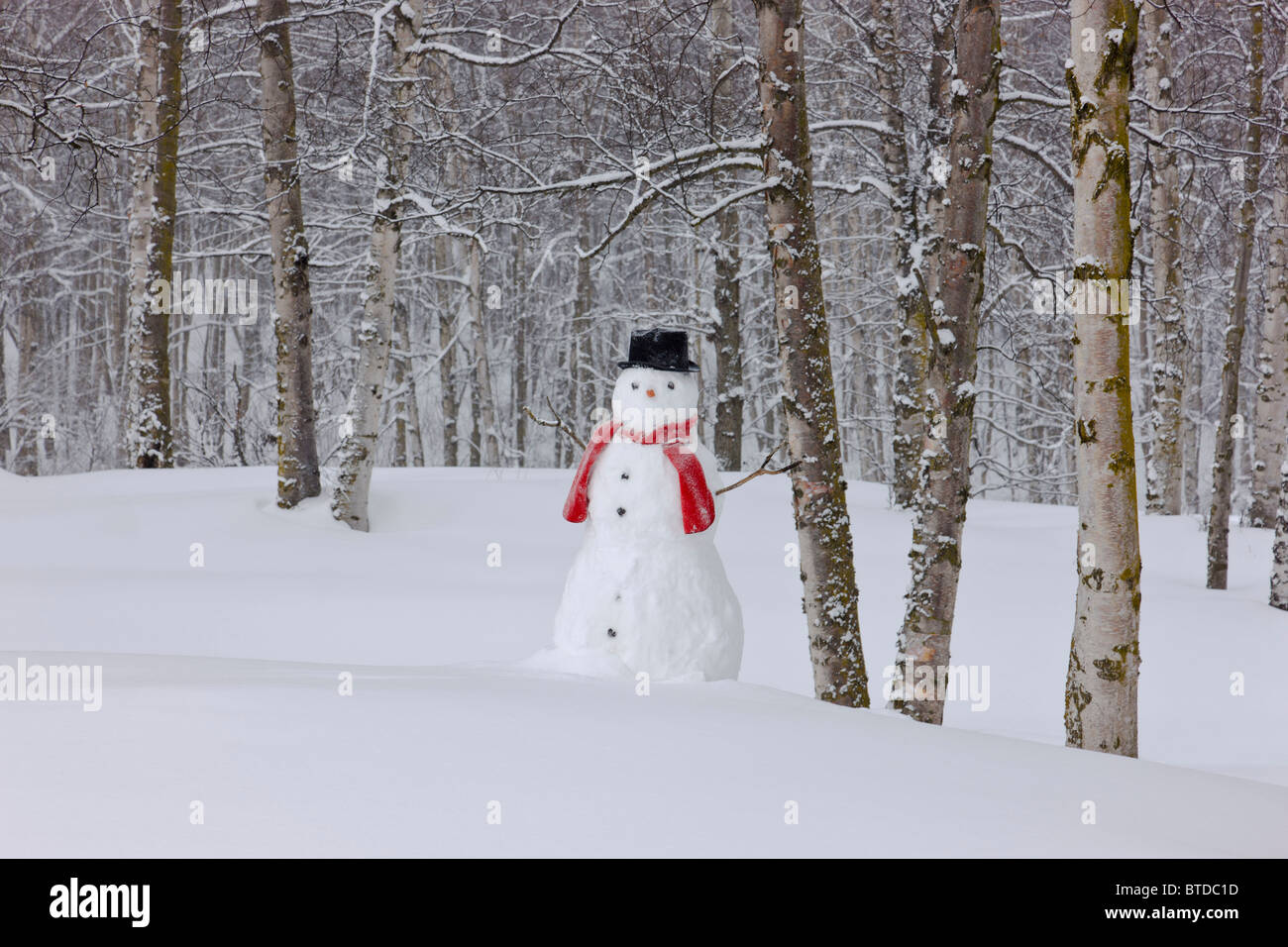 Snowman standing in a snow covered birch forest, Anchorage, Alaska ...