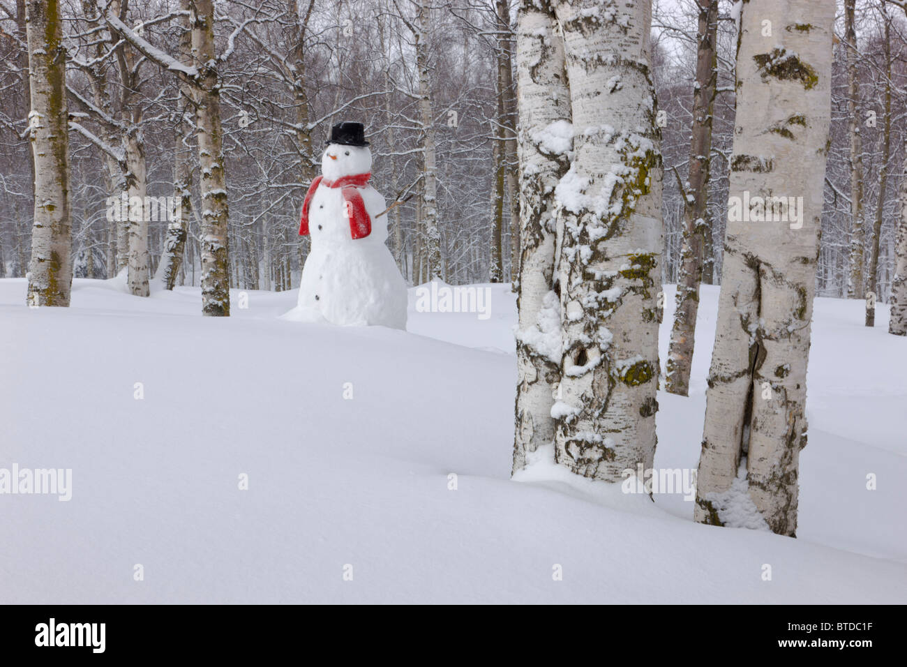 Snowman standing in a snow covered birch forest, Anchorage, Alaska ...
