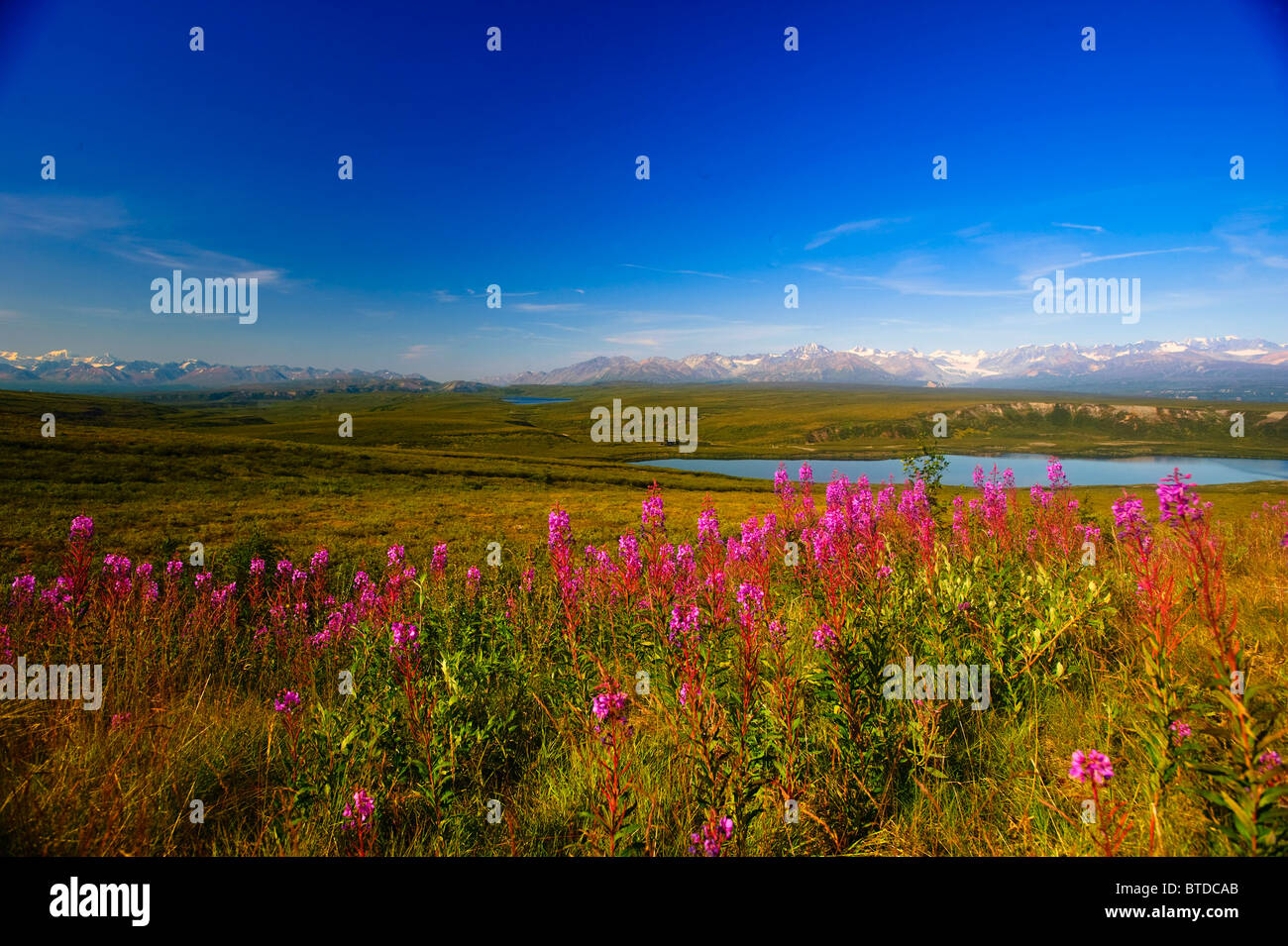View of the Alaska Range from the Denali Highway with Fireweed and a ...