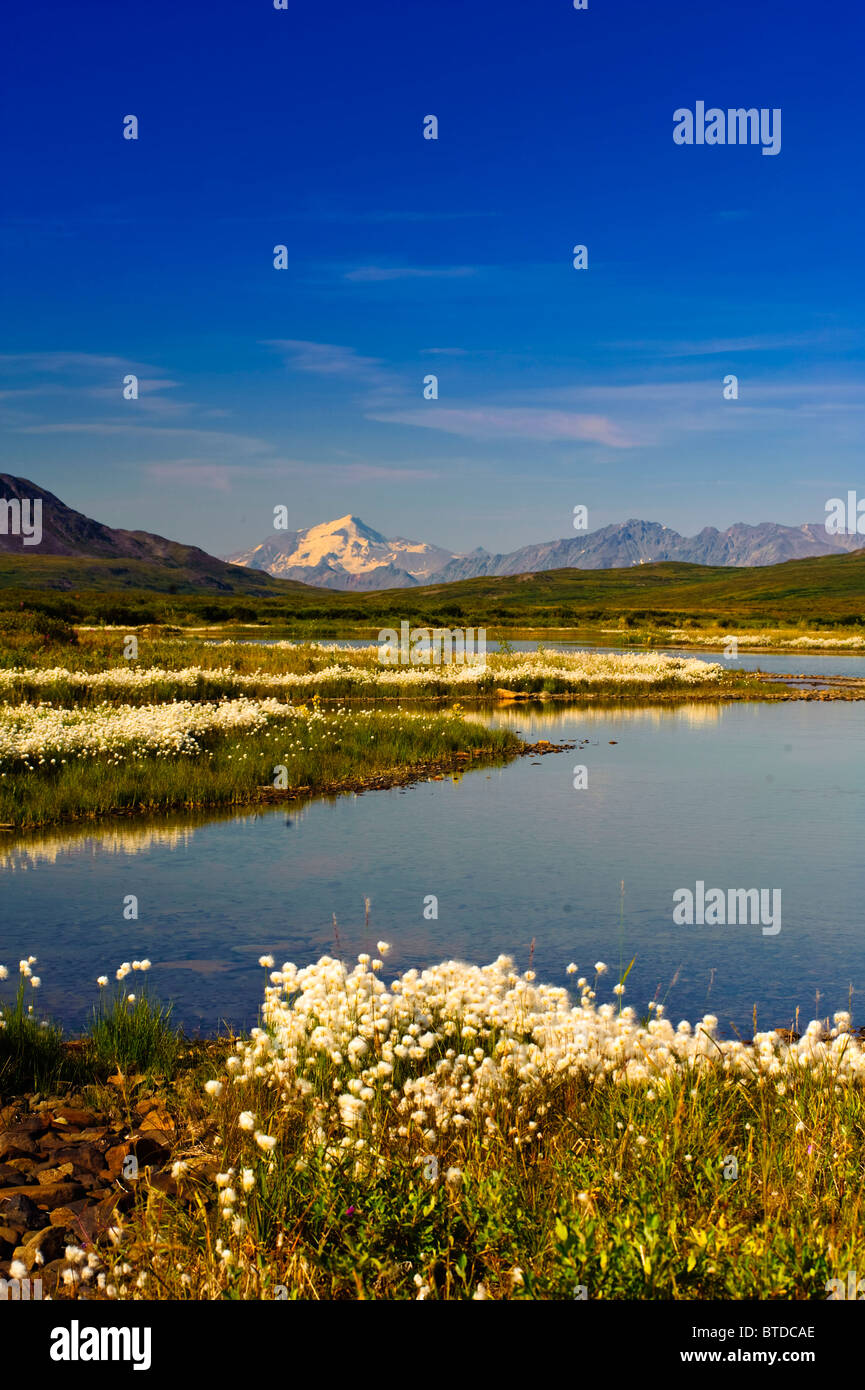 Cotton In The U S High Resolution Stock Photography and Images - Alamy