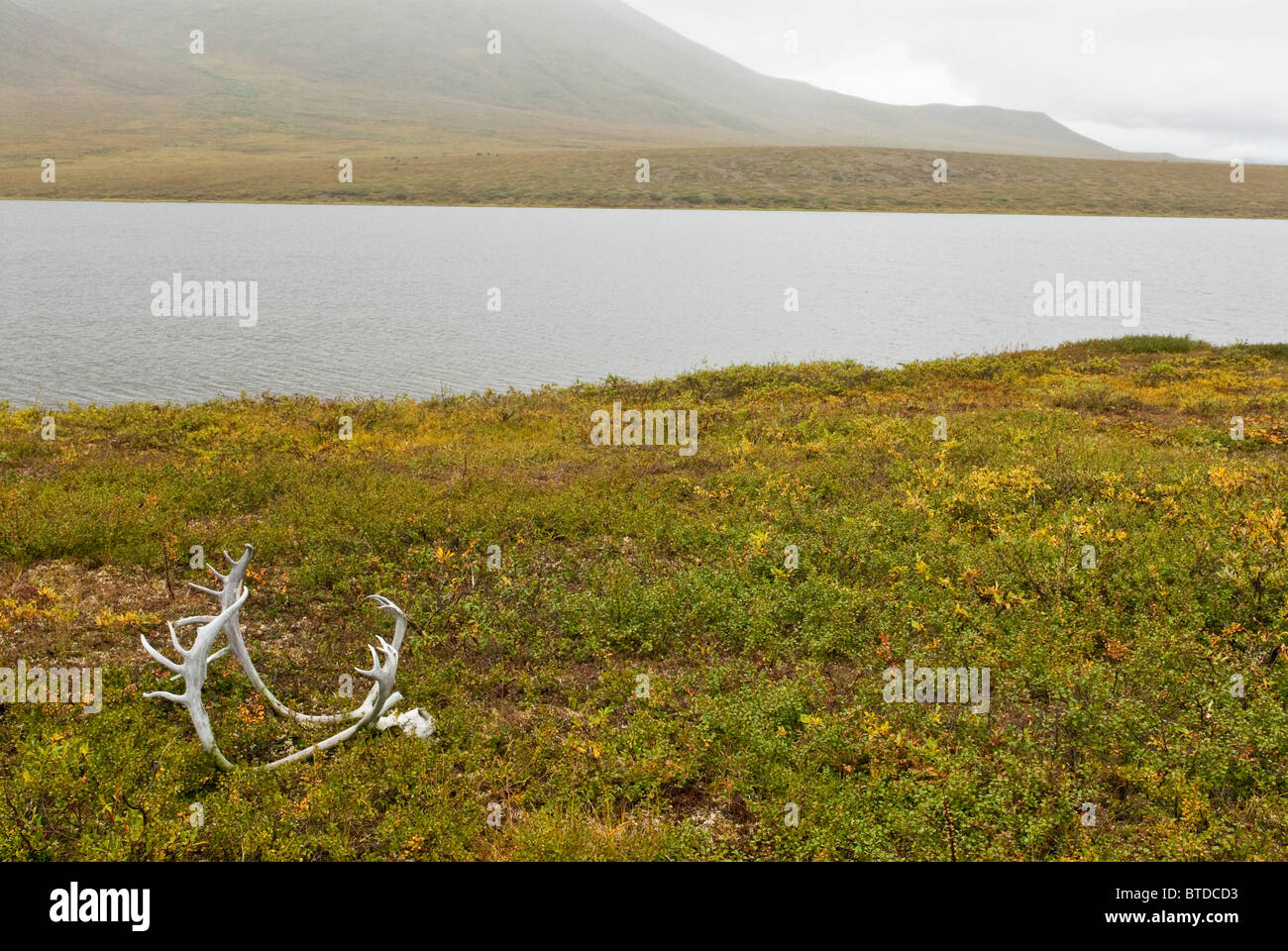 Caribou antlers rests alongside the headwaters for the Alatna River in ...