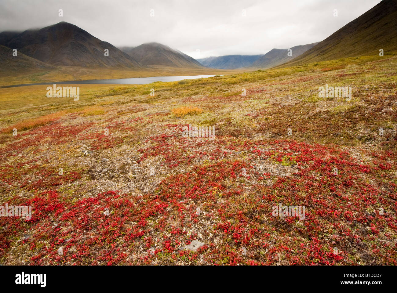 Bearberry on tundra near the headwaters of Alatna River in Gates of the ...
