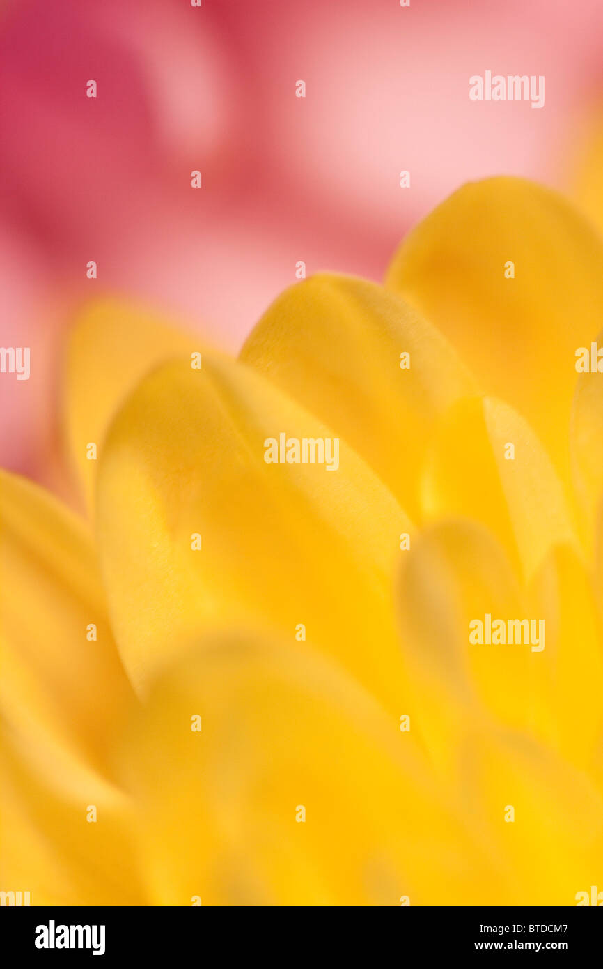 Macro view of red and yellow Daisy petals, Anchorage, Southcentral ...