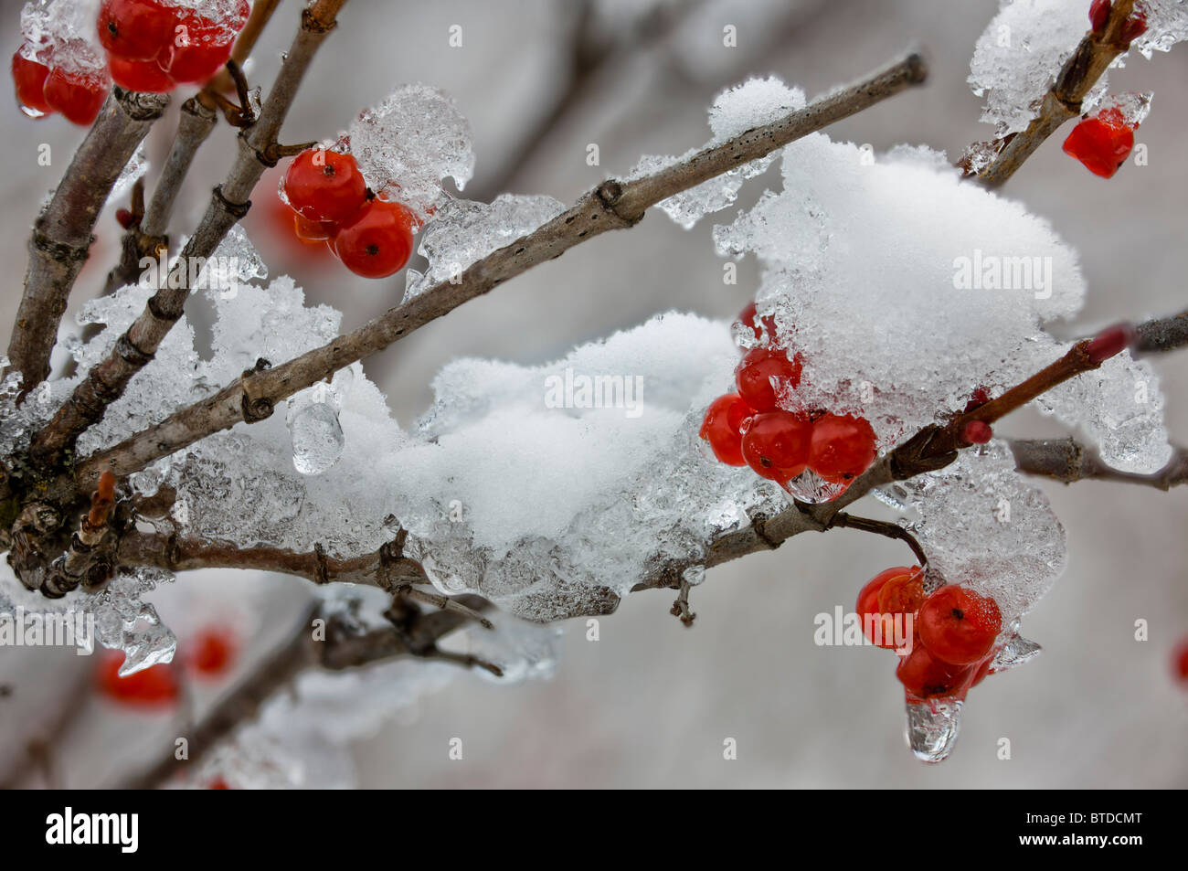 Baneberries hi-res stock photography and images - Alamy