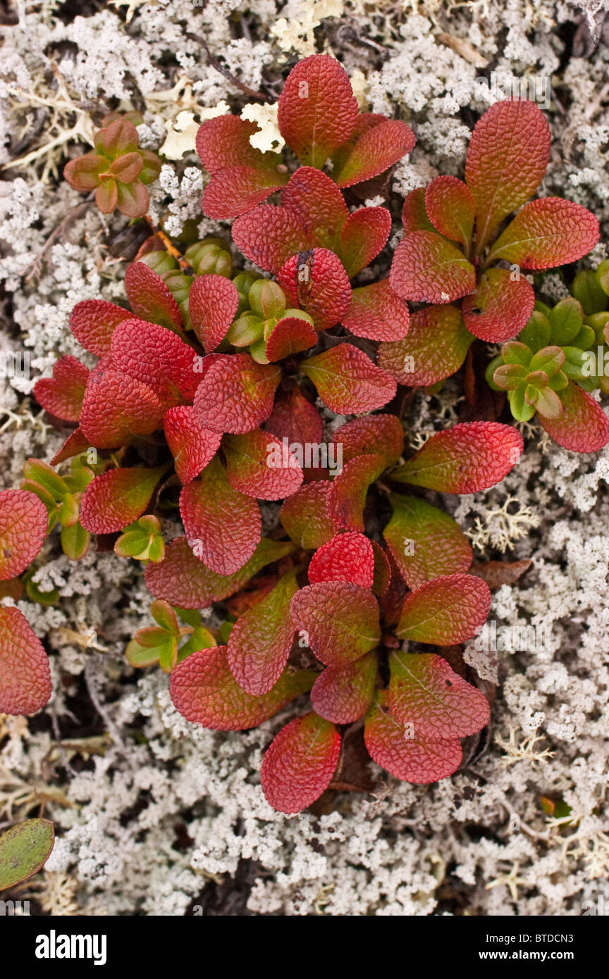 Bearberries hi-res stock photography and images - Alamy