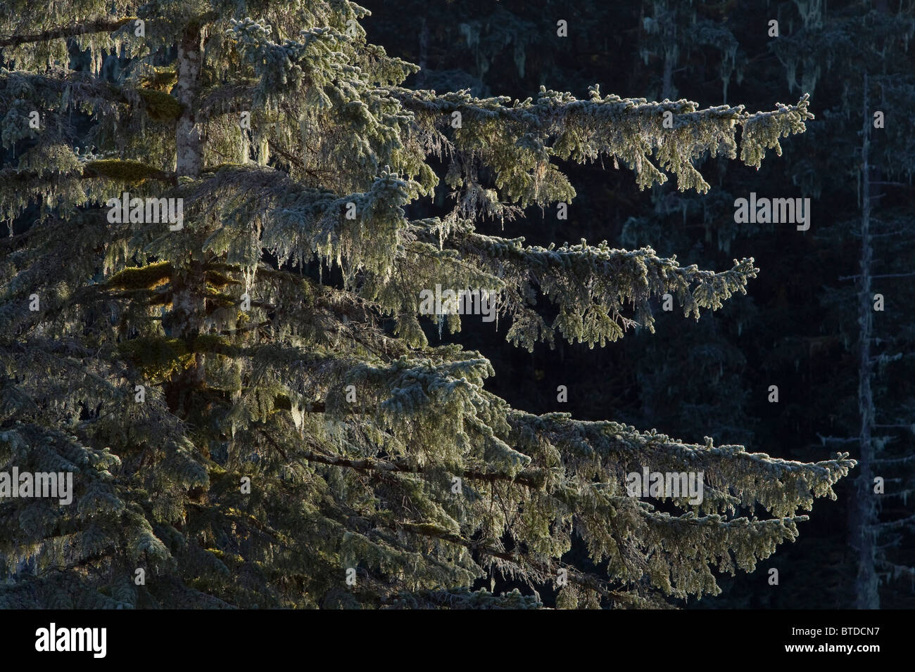 Usnea barbata hi-res stock photography and images - Alamy