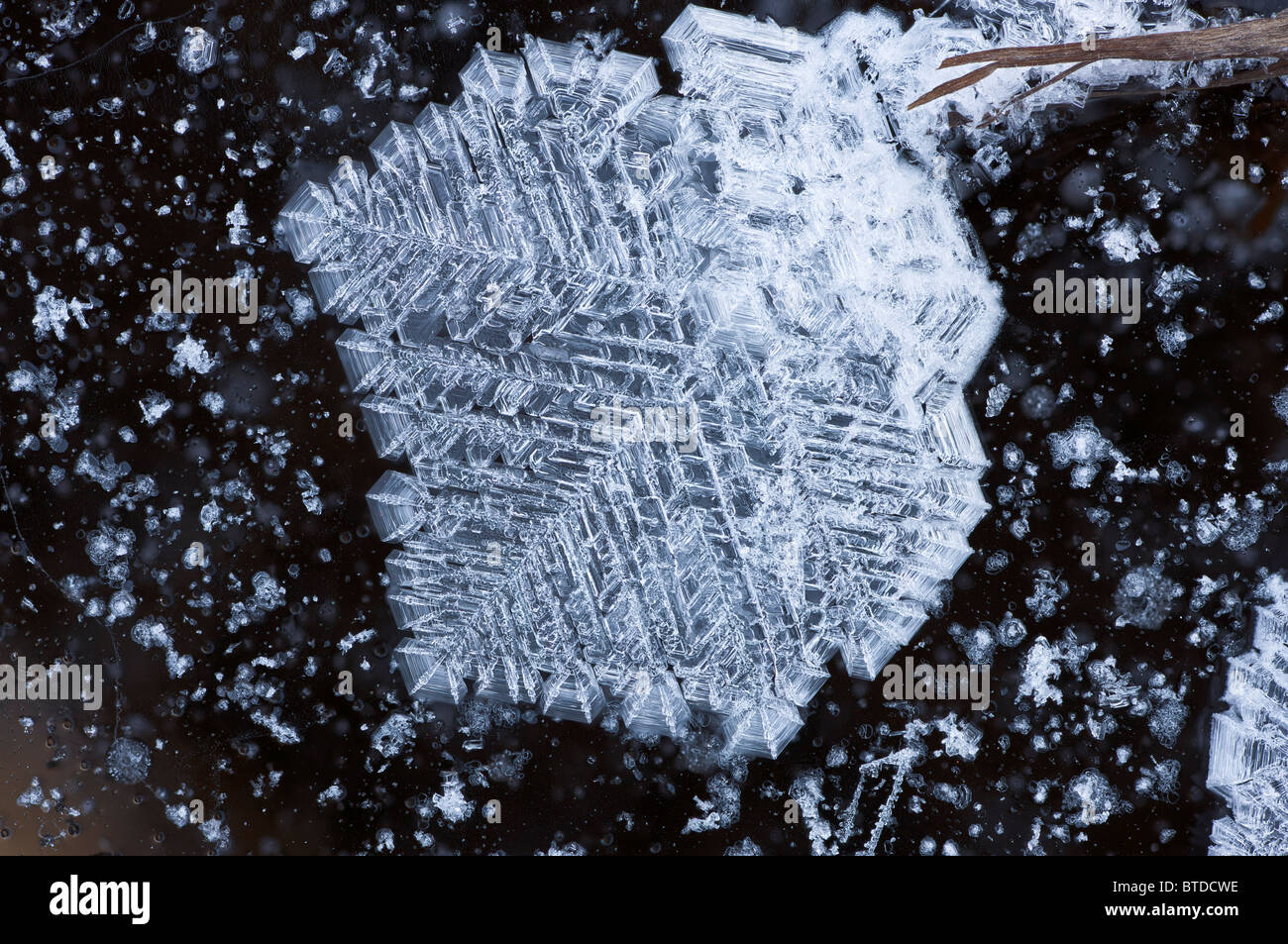 Close up of ice feather formations on Knob Lake near Sheep Mountain ...